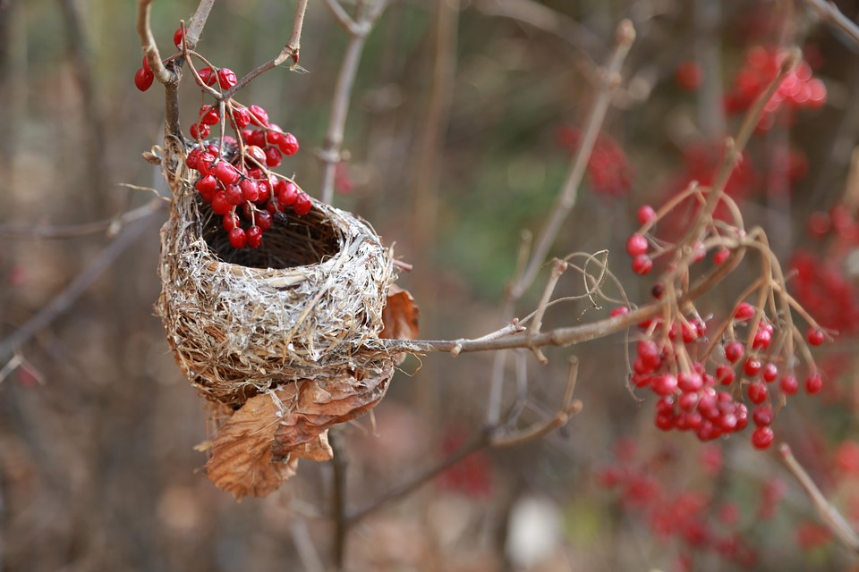 El Nido De Pájaro Casa Aves - Foto gratis en Pixabay - Pixabay