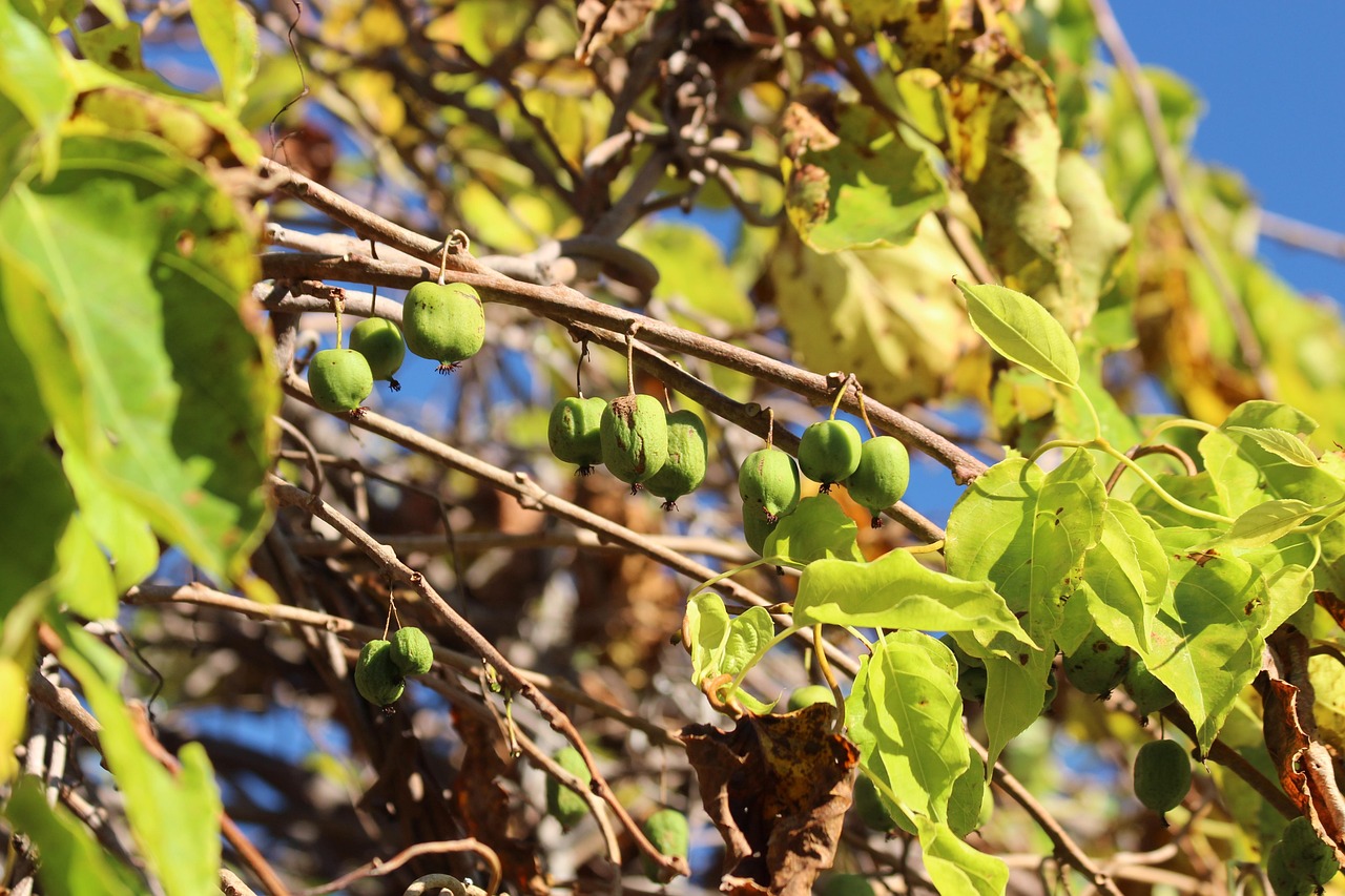 Actinidia Kolomikta Kiwi - Free photo on Pixabay - Pixabay