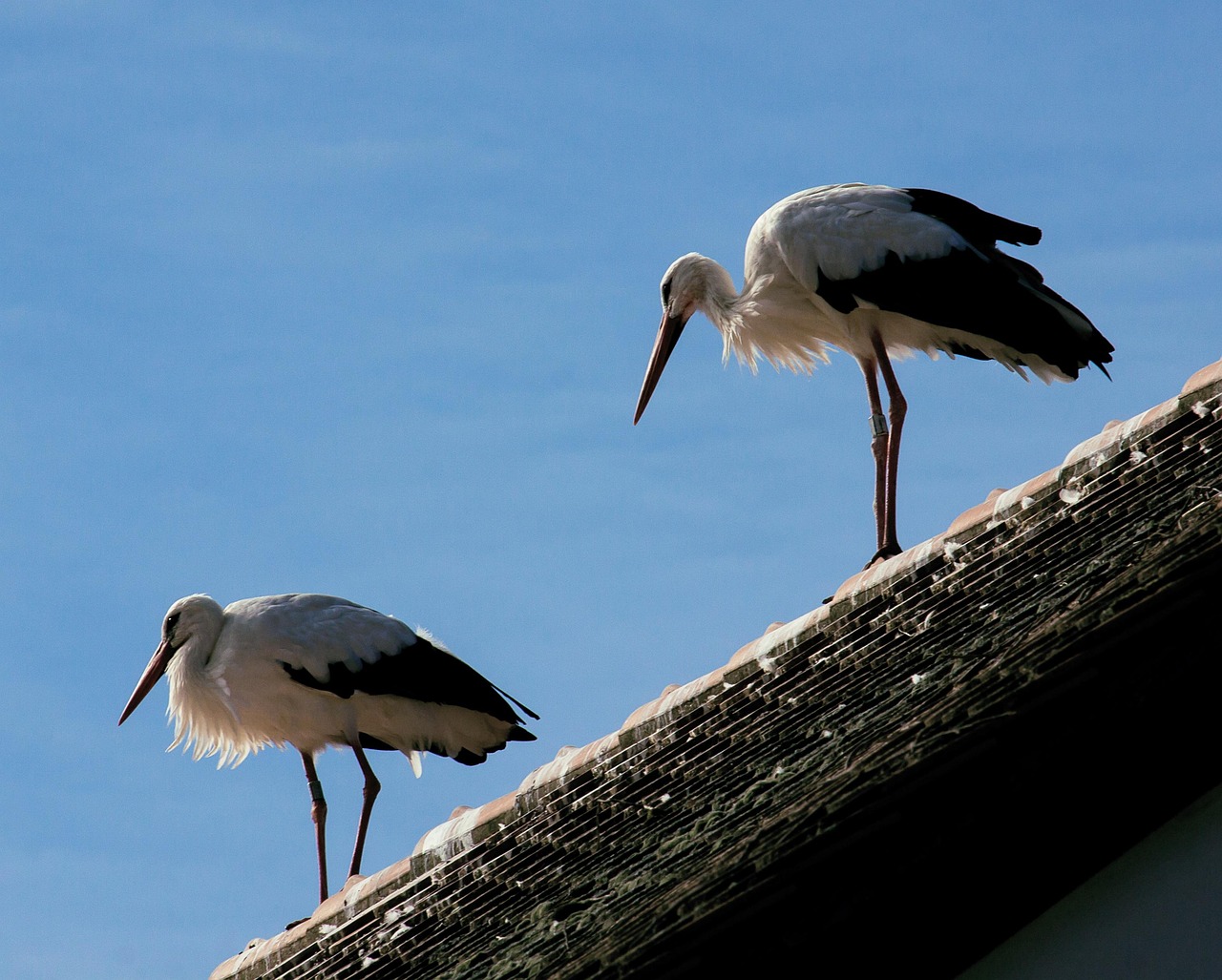 Cigogne Cigognes Oiseau - Photo gratuite sur Pixabay - Pixabay