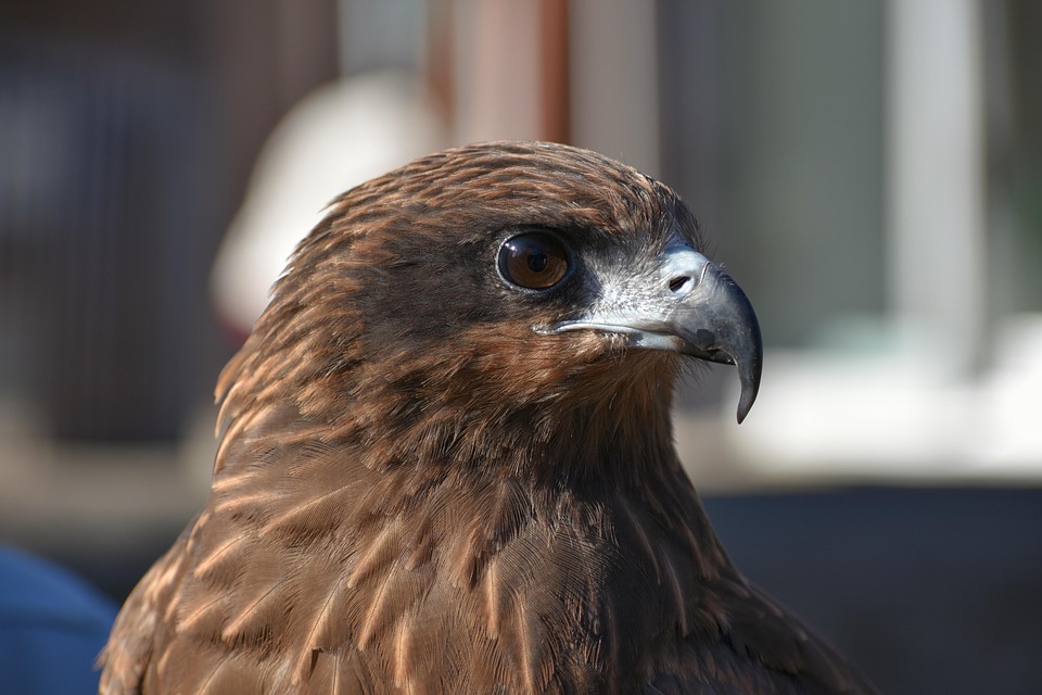 Animal Bird Raptor - Free photo on Pixabay - Pixabay