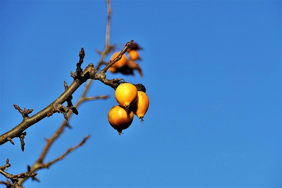 Olivello Spinoso Frutta Ramo - Foto gratis su Pixabay