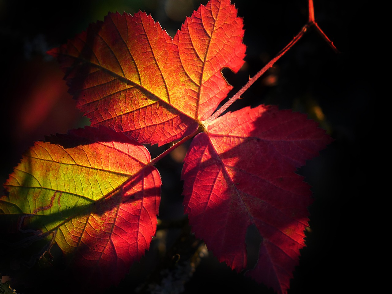Leaf Fall Nature Free Photo On Pixabay Pixabay Leaf Fall Nature Free Photo On Pixabay Pixabay