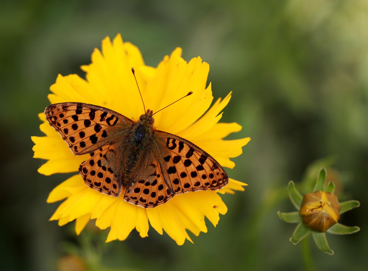 Papillon Fleur Jaune - Photo gratuite sur Pixabay - Pixabay