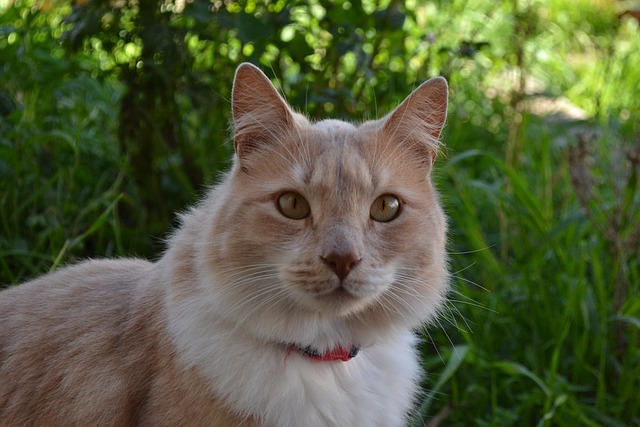 Gato Veja Animal - Foto gratuita no Pixabay - Pixabay