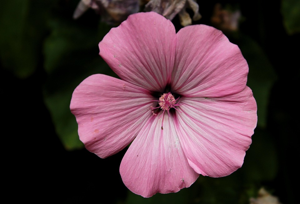 Hibiscus Newbiscus Mauve Somptueux - Photo gratuite sur Pixabay - Pixabay