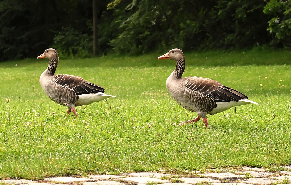 Geese Wild Waterfowl - Free photo on Pixabay - Pixabay