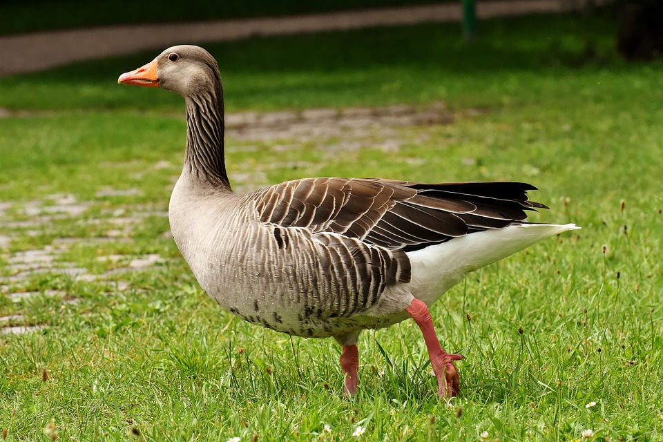 Oie Sauvage Doiseaux Deau · Photo Gratuite Sur Pixabay