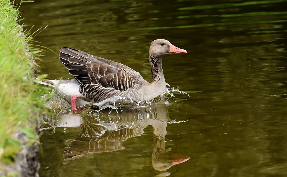 Goose Wild Water Bird - Free photo on Pixabay - Pixabay