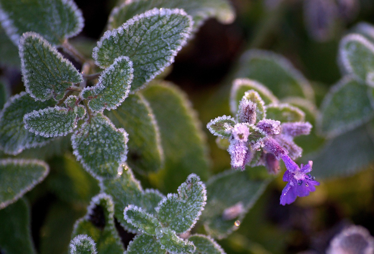 Frozen Over Flower - Free photo on Pixabay