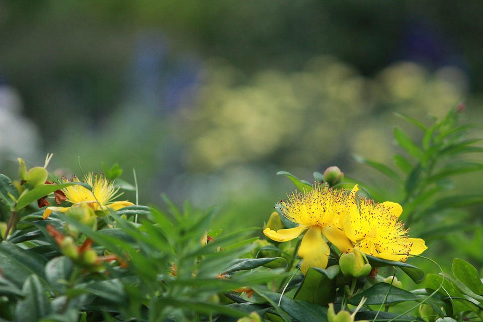 Hypericum Perforatum Flor Amarela - Foto gratuita no Pixabay