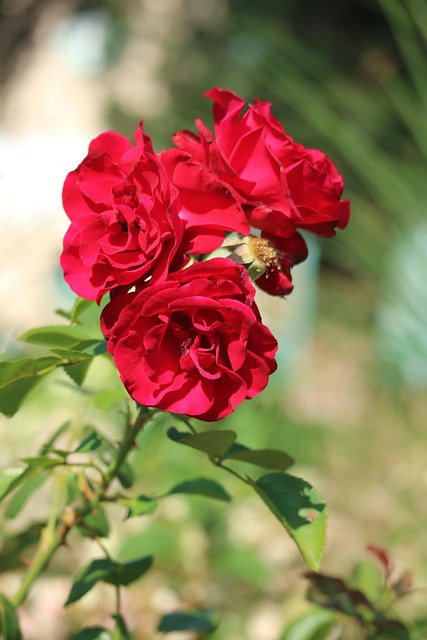 Mawar Bunga Blossom - Foto gratis di Pixabay - Pixabay