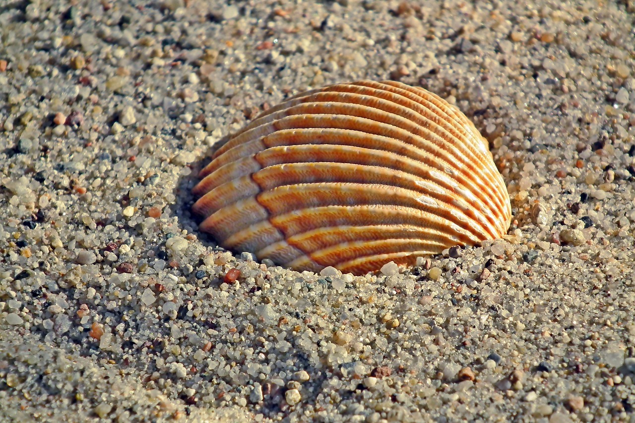 100,000+ Free Colorful Seashells & Seashell Images - Pixabay