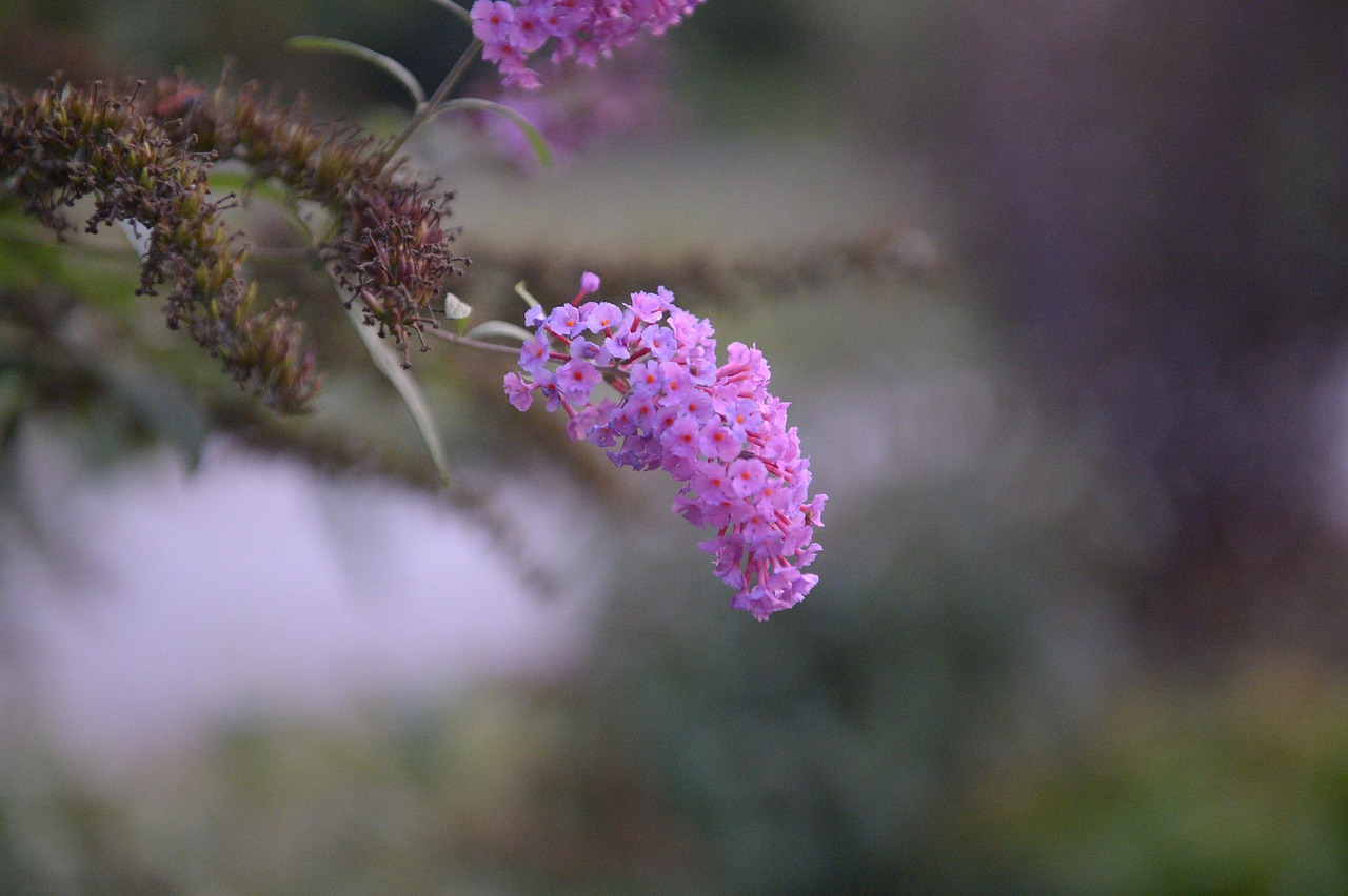 Lilac Buddleia Nature Close - Free photo on Pixabay - Pixabay