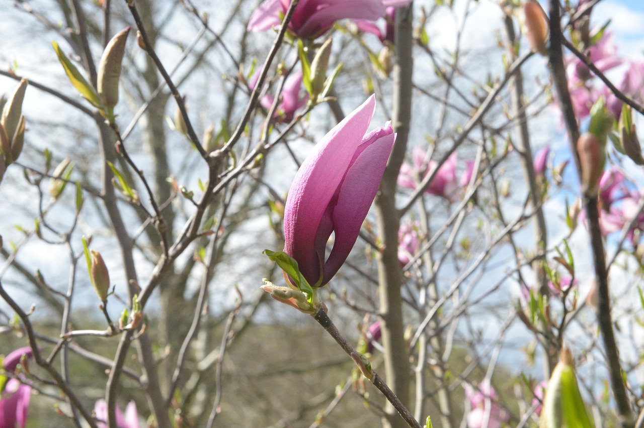 Spring Blossom Bloom - Free photo on Pixabay - Pixabay