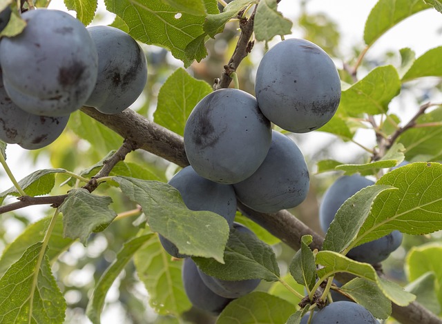 Prune Fruits Prunier - Photo gratuite sur Pixabay - Pixabay