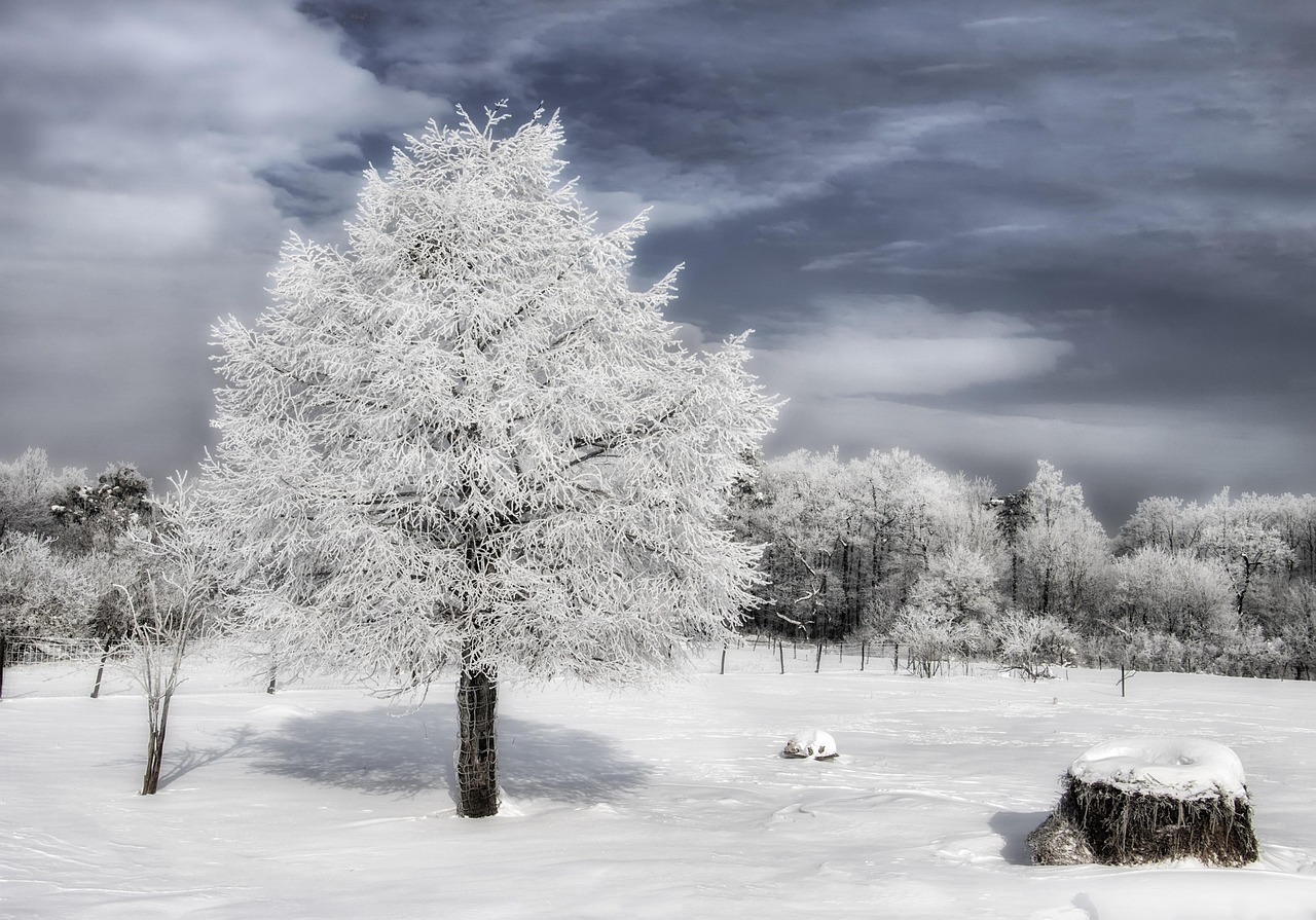 Invierno Madera Nieve - Foto gratis en Pixabay - Pixabay