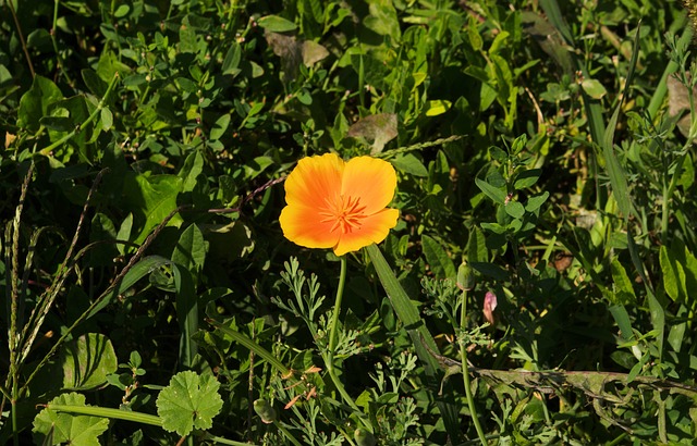 Liten Orange Blomma - Gratis foto på Pixabay - Pixabay