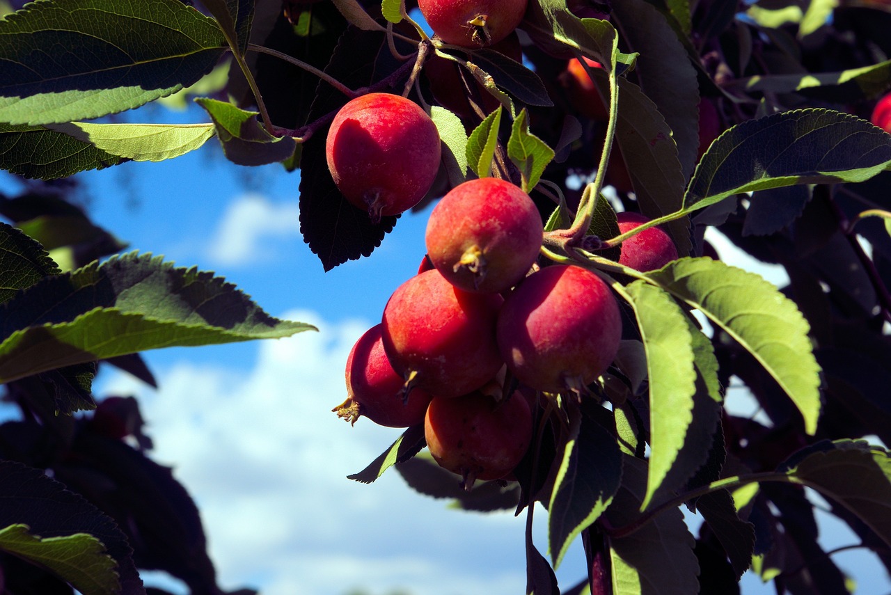 Pommettes Dans Le Colorado - Photo gratuite sur Pixabay - Pixabay