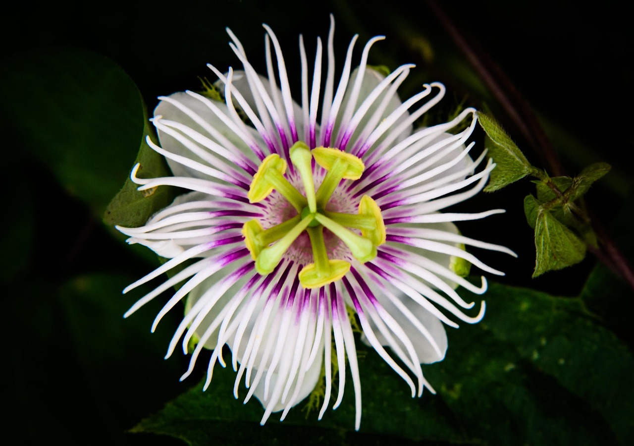 Flor Flora Natureza - Foto gratuita no Pixabay - Pixabay