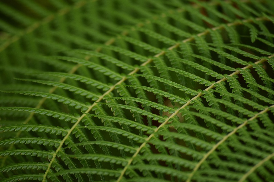 Daun Hijau Tanaman - Foto gratis di Pixabay