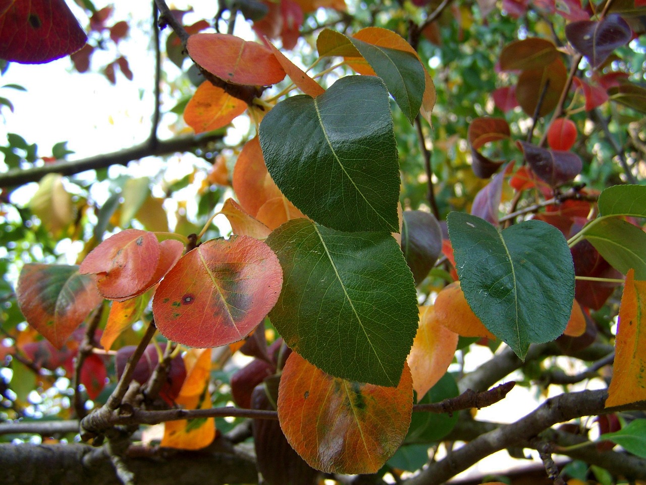 Leaves Autumn Discoloration - Free photo on Pixabay