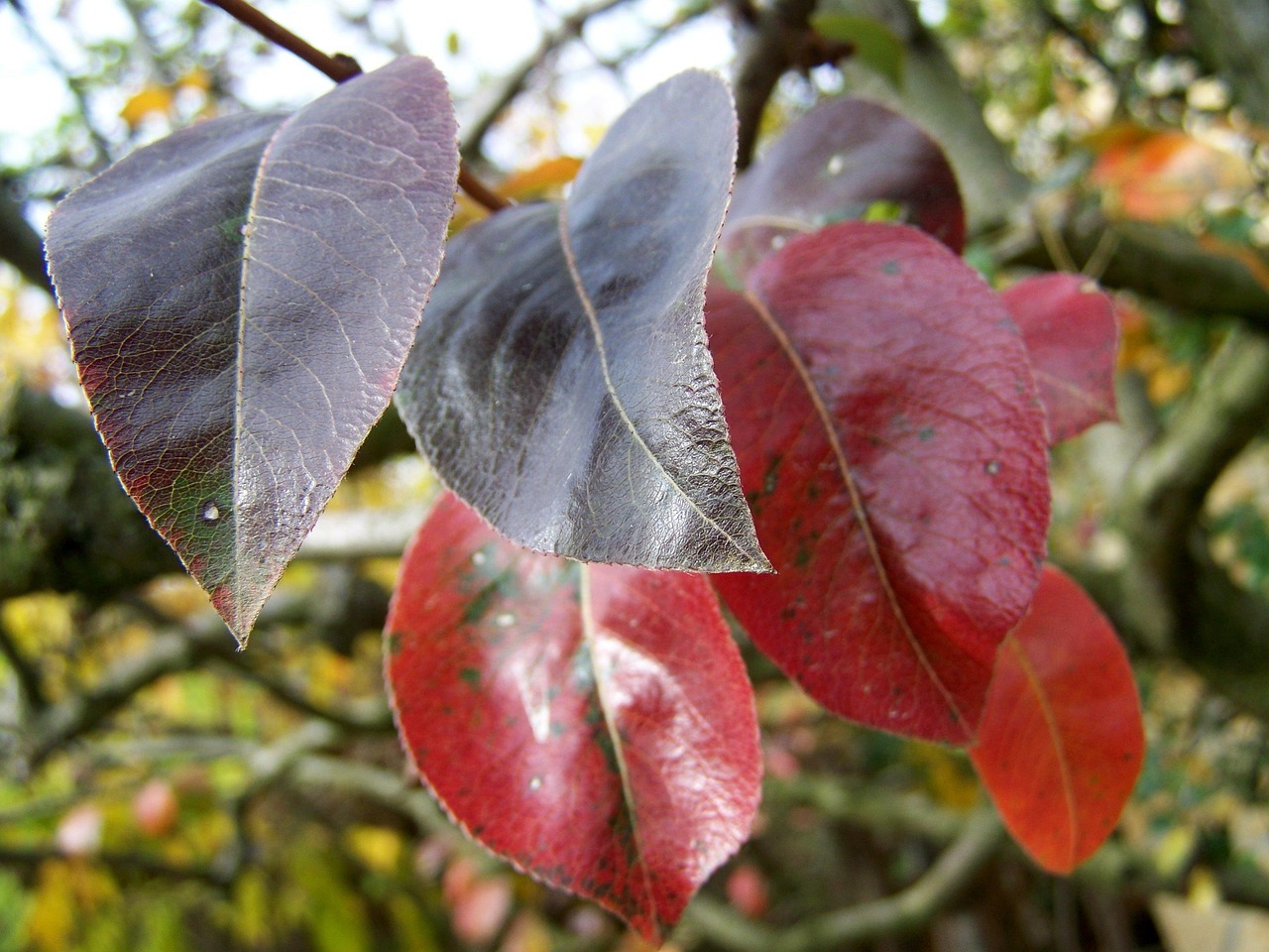 Autumn Discoloration Leaves - Free photo on Pixabay