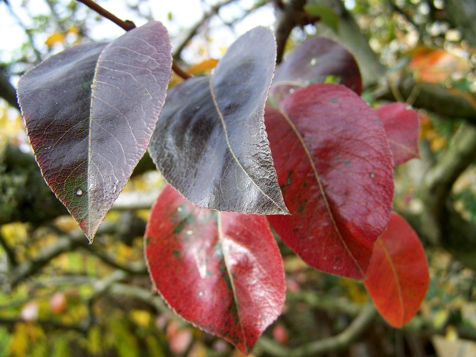 Autumn Discoloration Leaves - Free photo on Pixabay