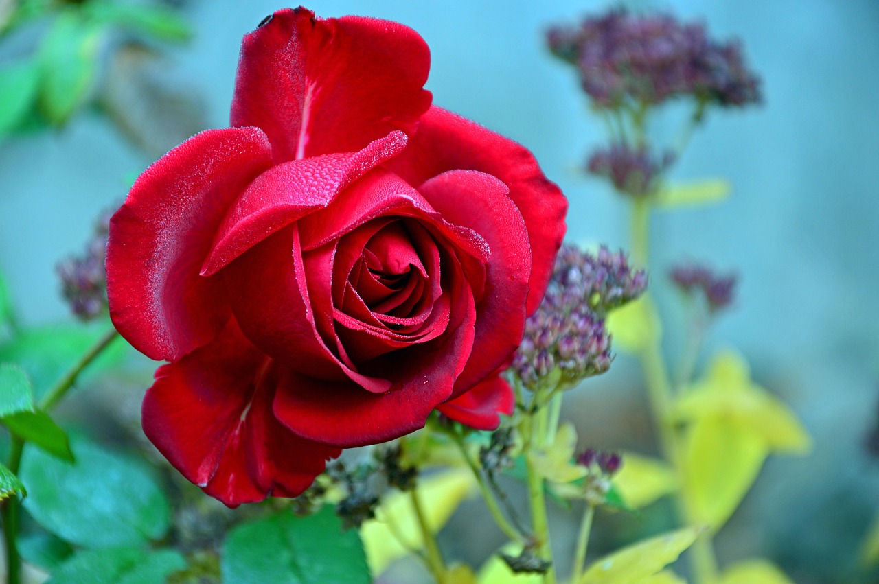 Rose Noble Blossom - Free photo on Pixabay - Pixabay