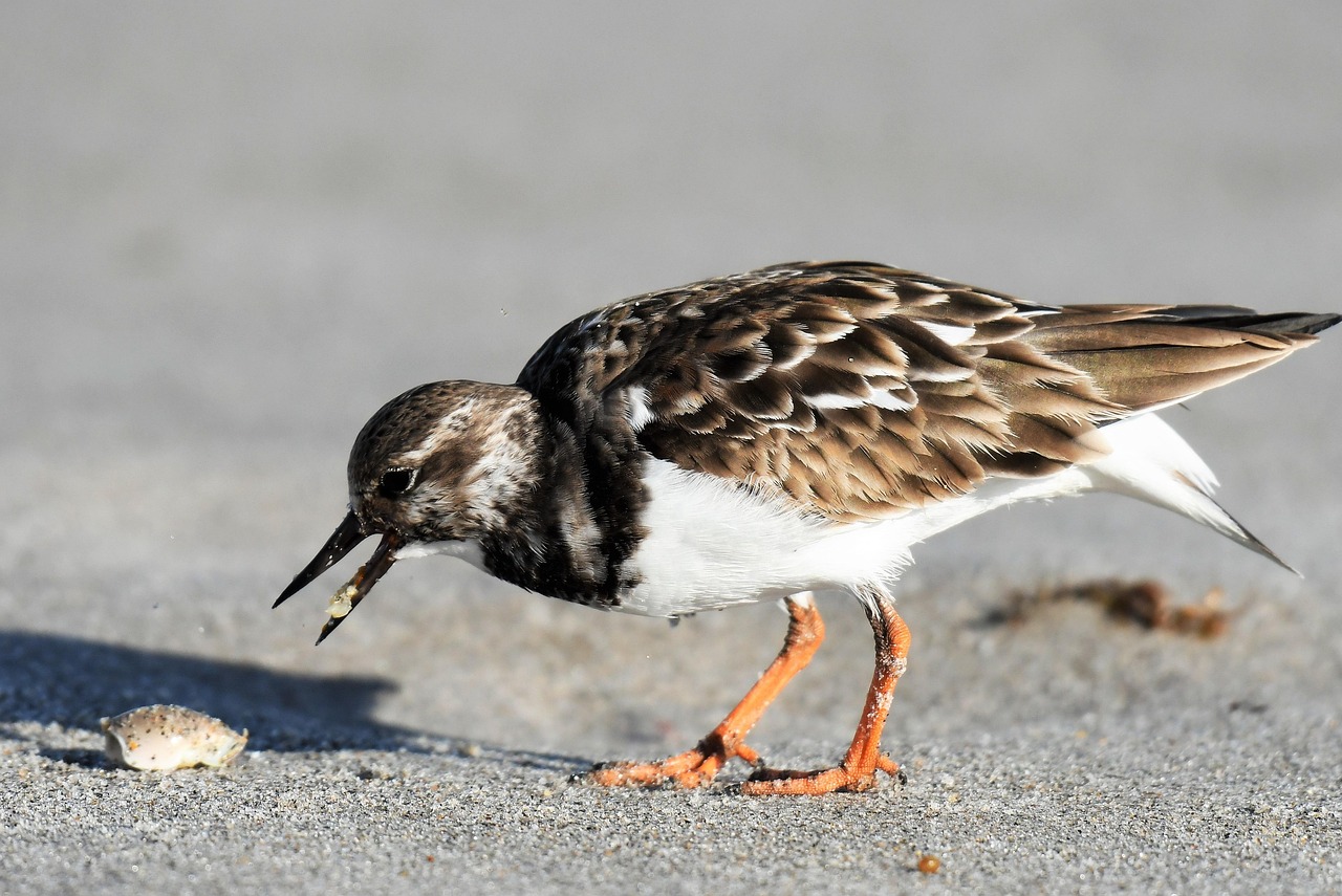 Arenaria Interpres Turnstone Food - Free photo on Pixabay - Pixabay