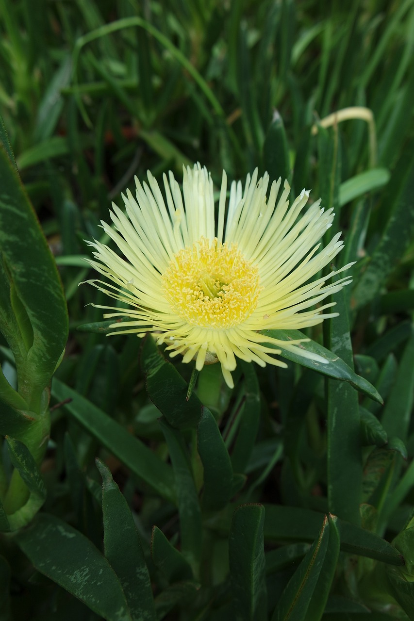 Amarelo Flores Planta - Foto gratuita no Pixabay - Pixabay