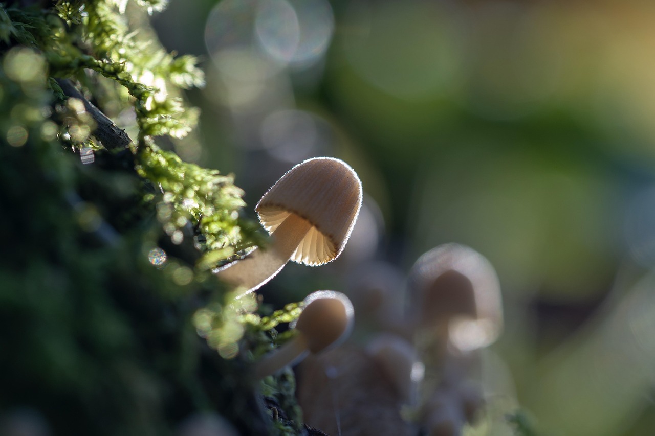 Mushroom Fall Moss - Free photo on Pixabay - Pixabay