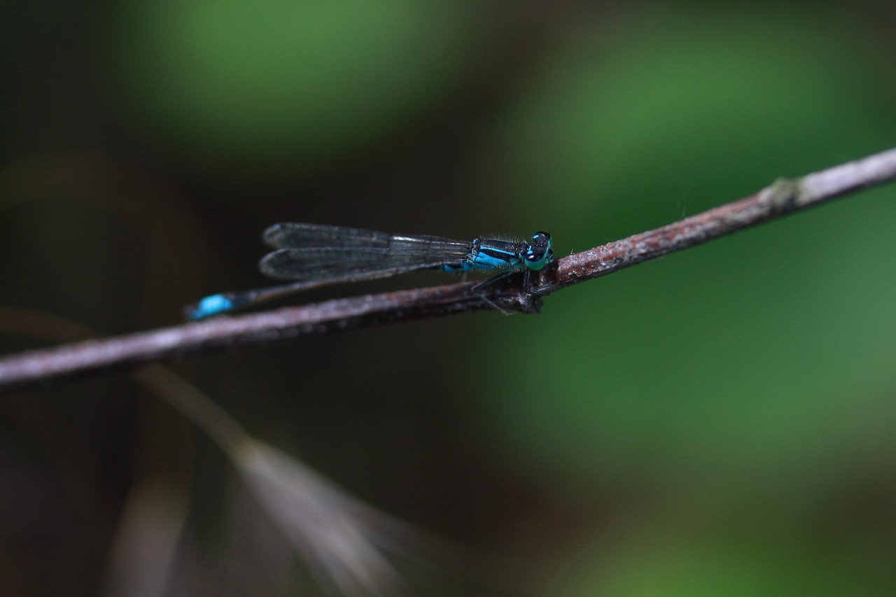 Libellule Bleu Insecte - Photo gratuite sur Pixabay - Pixabay