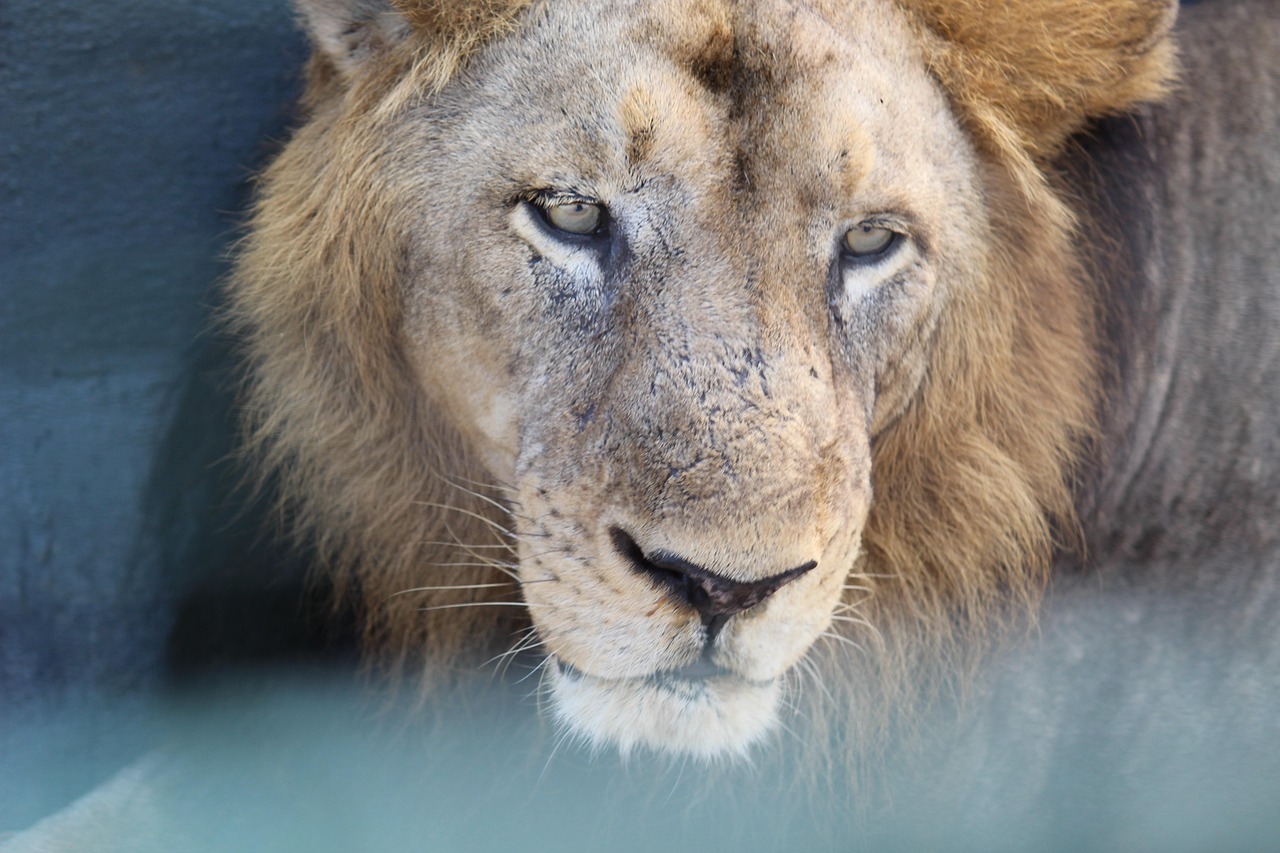 Lion Aggressiveness Wildlife - Free photo on Pixabay