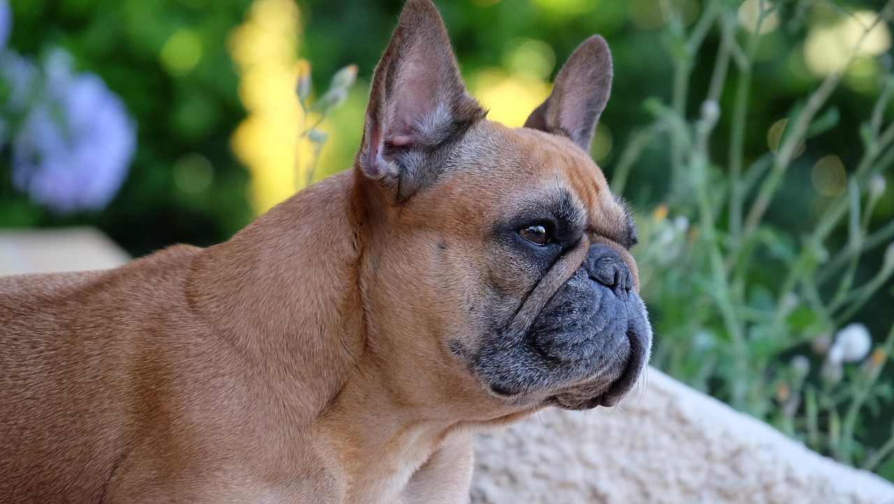 Cane Bulldog Francese Animali - Foto gratis su Pixabay - Pixabay