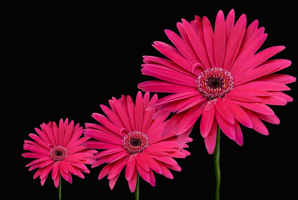 꽃 Gérbel 꽃들 자연 아름 - Pixabay의 무료 사진 - Pixabay