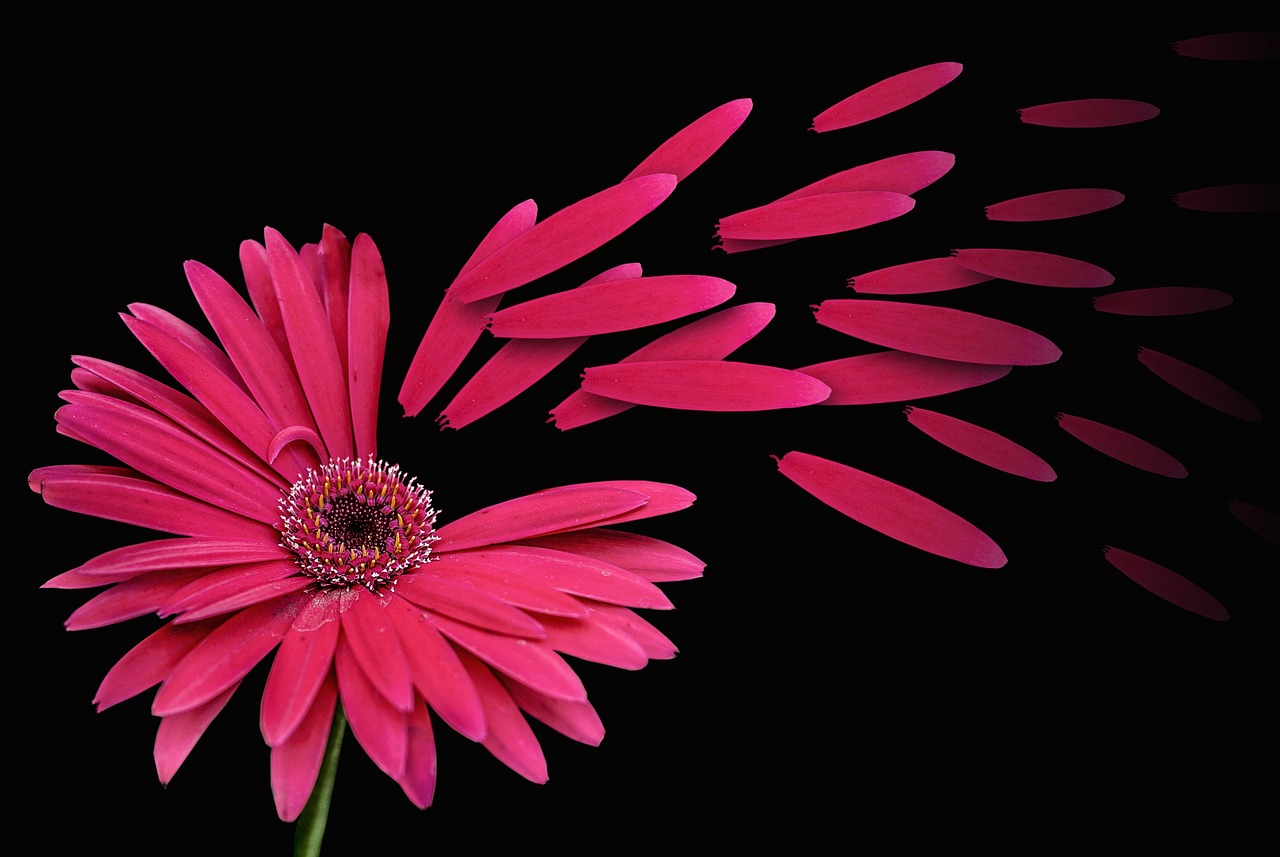 Flor De Gérbel Flores Naturaleza - Foto gratis en Pixabay - Pixabay