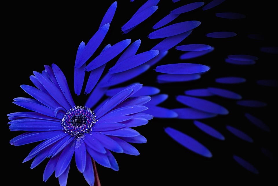花Gérbel 花朵 自然 - Pixabay上的免费照片 - Pixabay