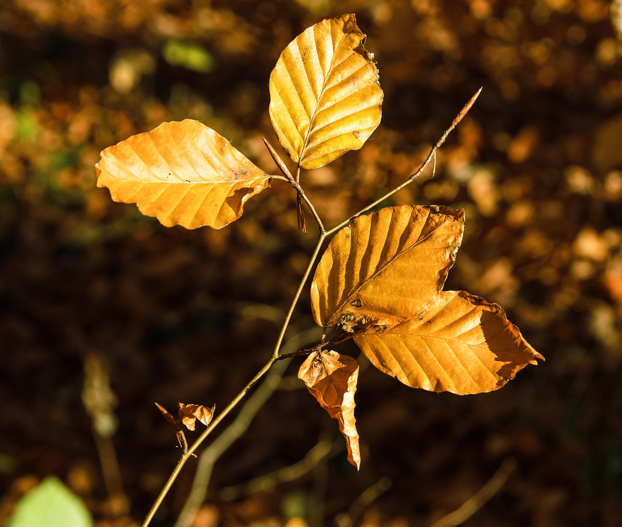 Feuilles Branche Tombe Couleur - Photo gratuite sur Pixabay - Pixabay