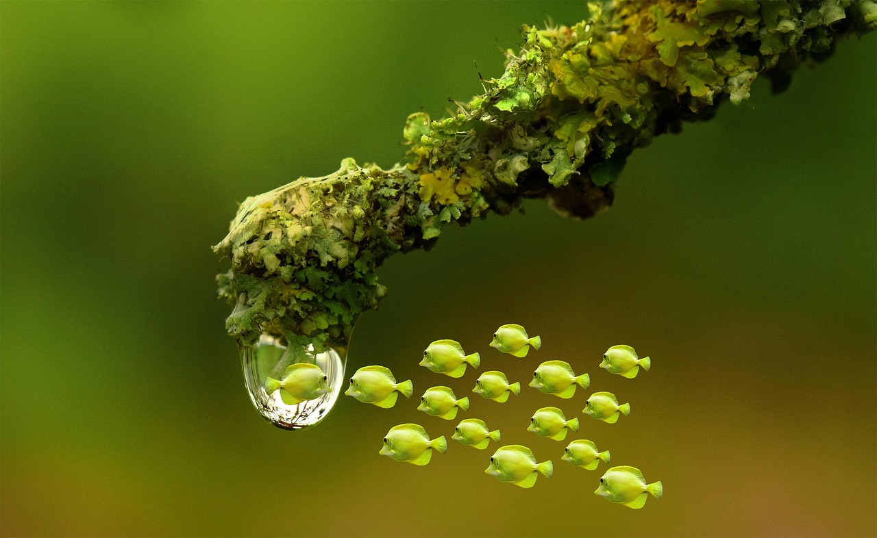 Meer dan 200 gratis afbeeldingen van Rustgevende en Natuur - Pixabay