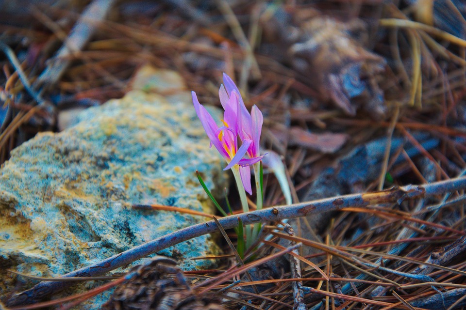 Colchicum Fall Autumn - Free photo on Pixabay - Pixabay