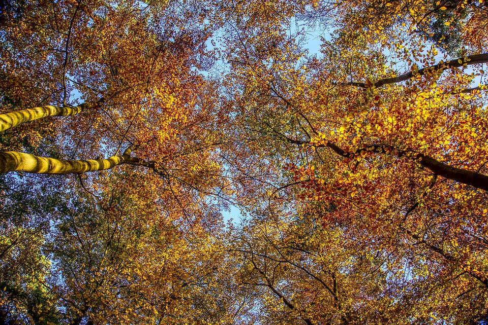 Baumkrone Äste Stämme - Kostenloses Foto auf Pixabay