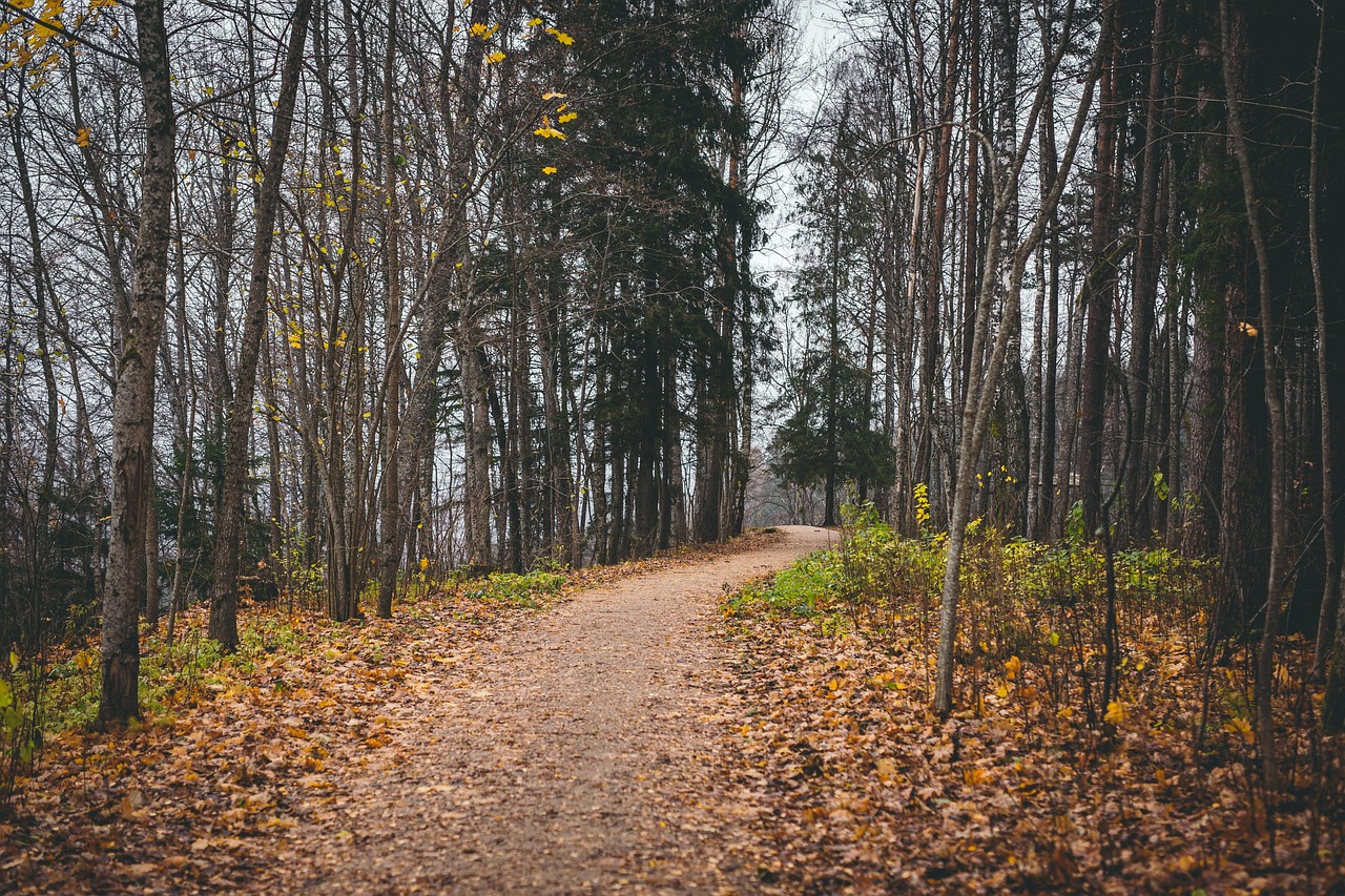 90+ Free Vertical Landscape & Vertical Images - Pixabay