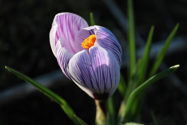Crocus En Fleur - Photo gratuite sur Pixabay - Pixabay
