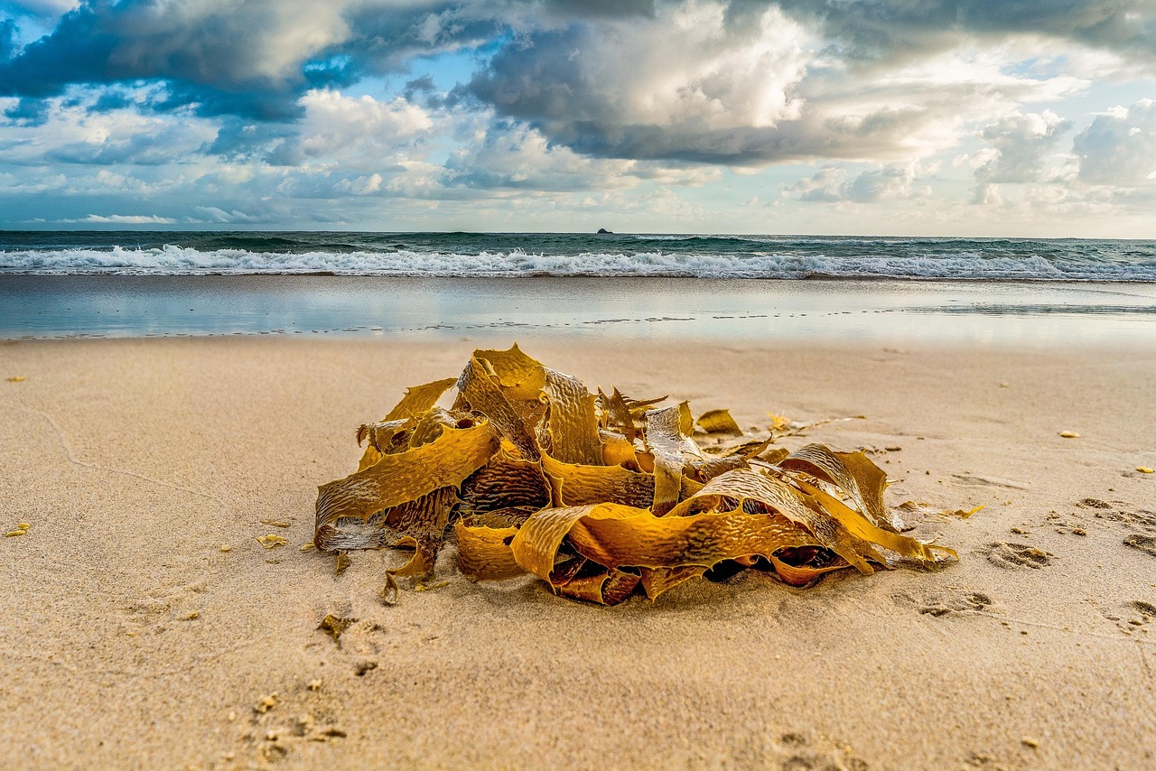 500+ Free Seaweed & Nature Photos - Pixabay
