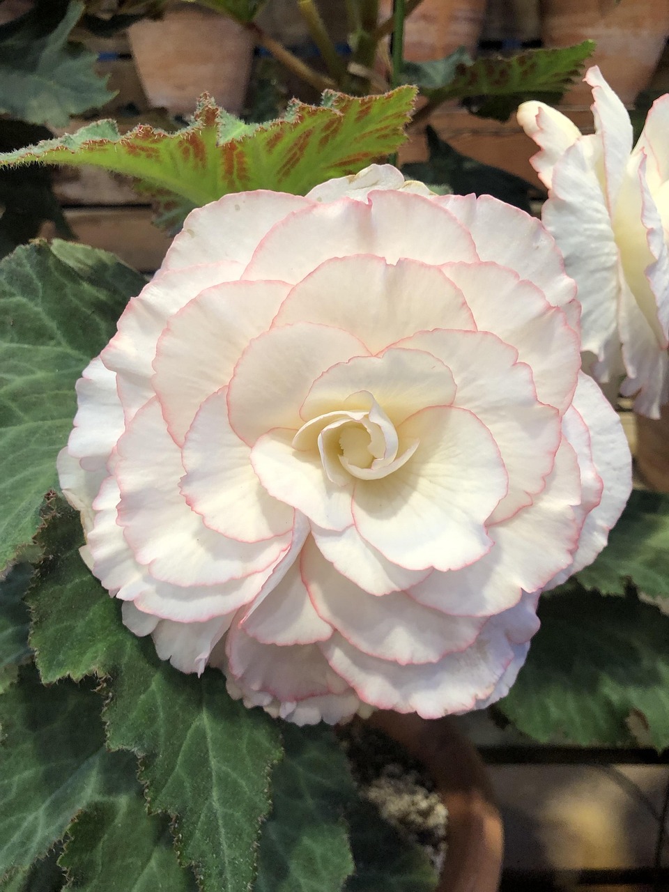 Más de 30 imágenes gratis de Begonia Blanca y Begonia - Pixabay
