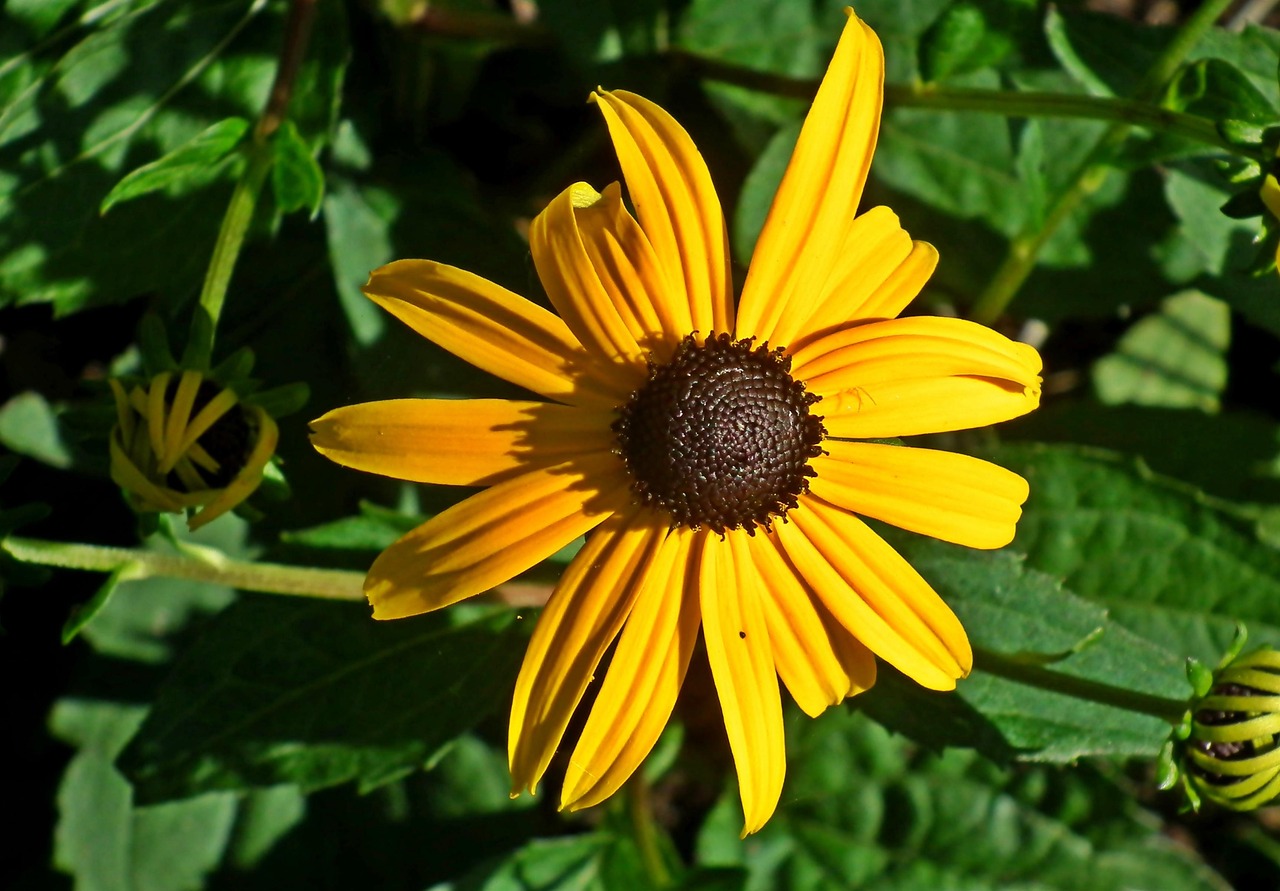 Bunga Rudbeckia Brilian Taman - Foto gratis di Pixabay - Pixabay