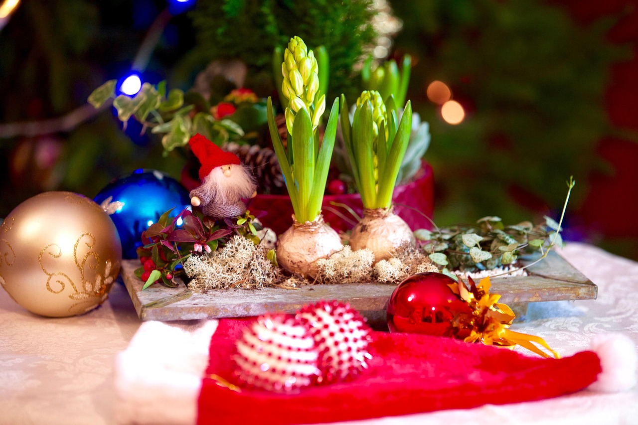 Happy Christmas Plant - Free photo on Pixabay - Pixabay