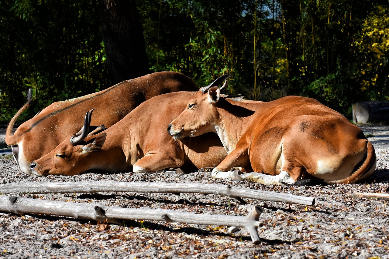 Banteng Beef Bos Javanicus - Free photo on Pixabay - Pixabay