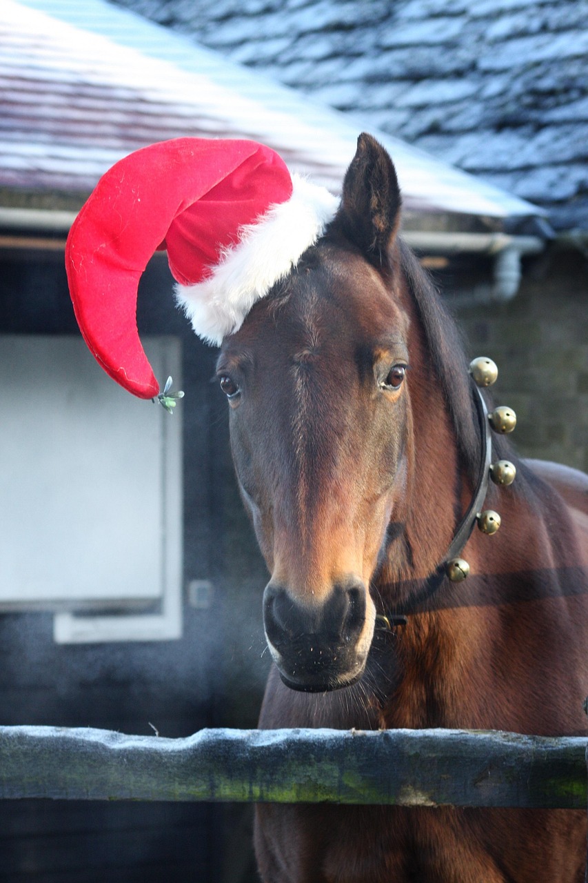 40+ Free Horse Santa & Christmas Images - Pixabay