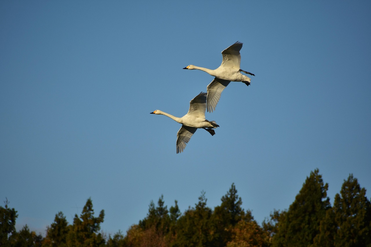 Animal Sky Morning - Free photo on Pixabay - Pixabay